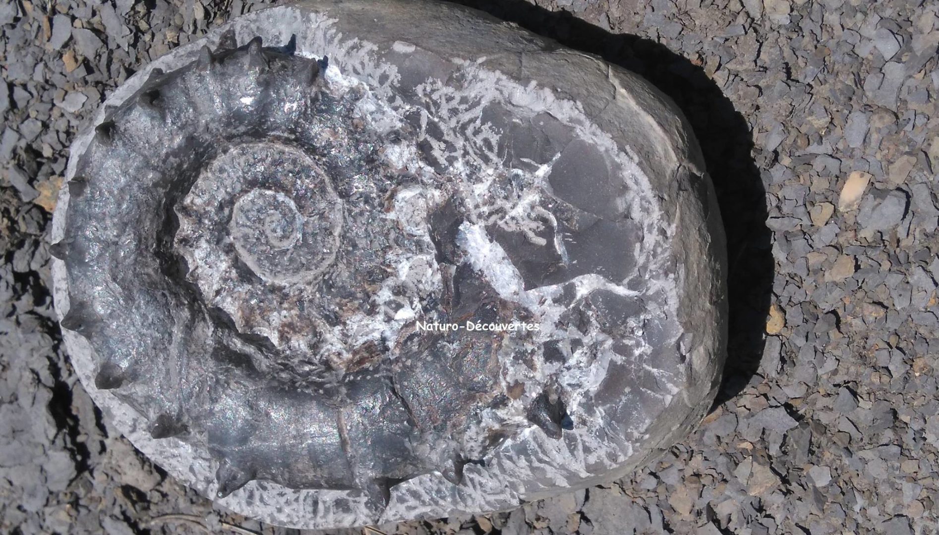 Mésozoïque - Sciences-nature.fr