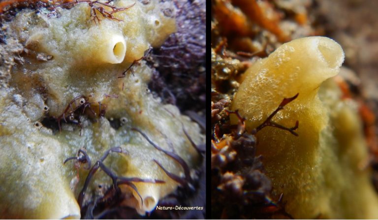 Faune bord de mer, animaux de l'estran - Sciences-nature.fr