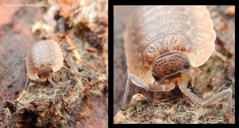 Science et Nature - >Biodiversité de la faune du sol