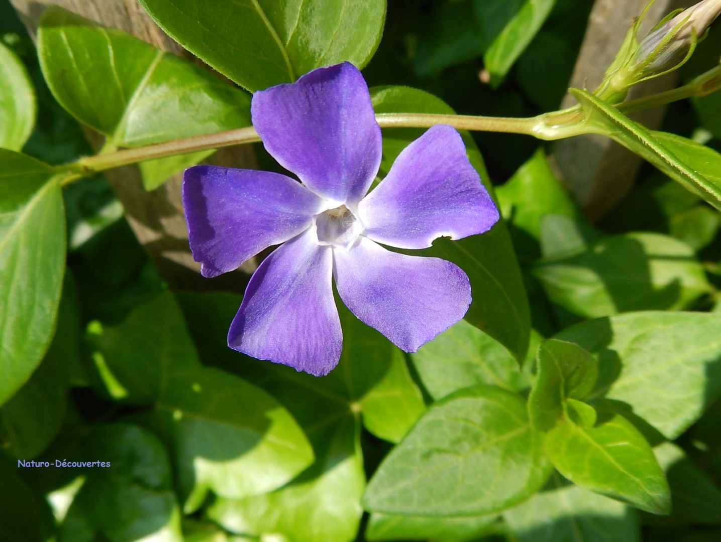 La grande pervenche - Sciences-nature.fr