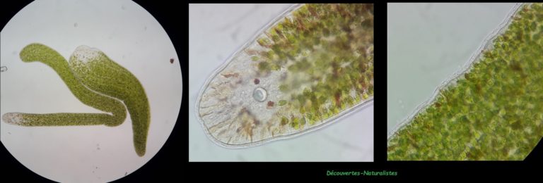 11-vers-plat - Sciences-nature.fr