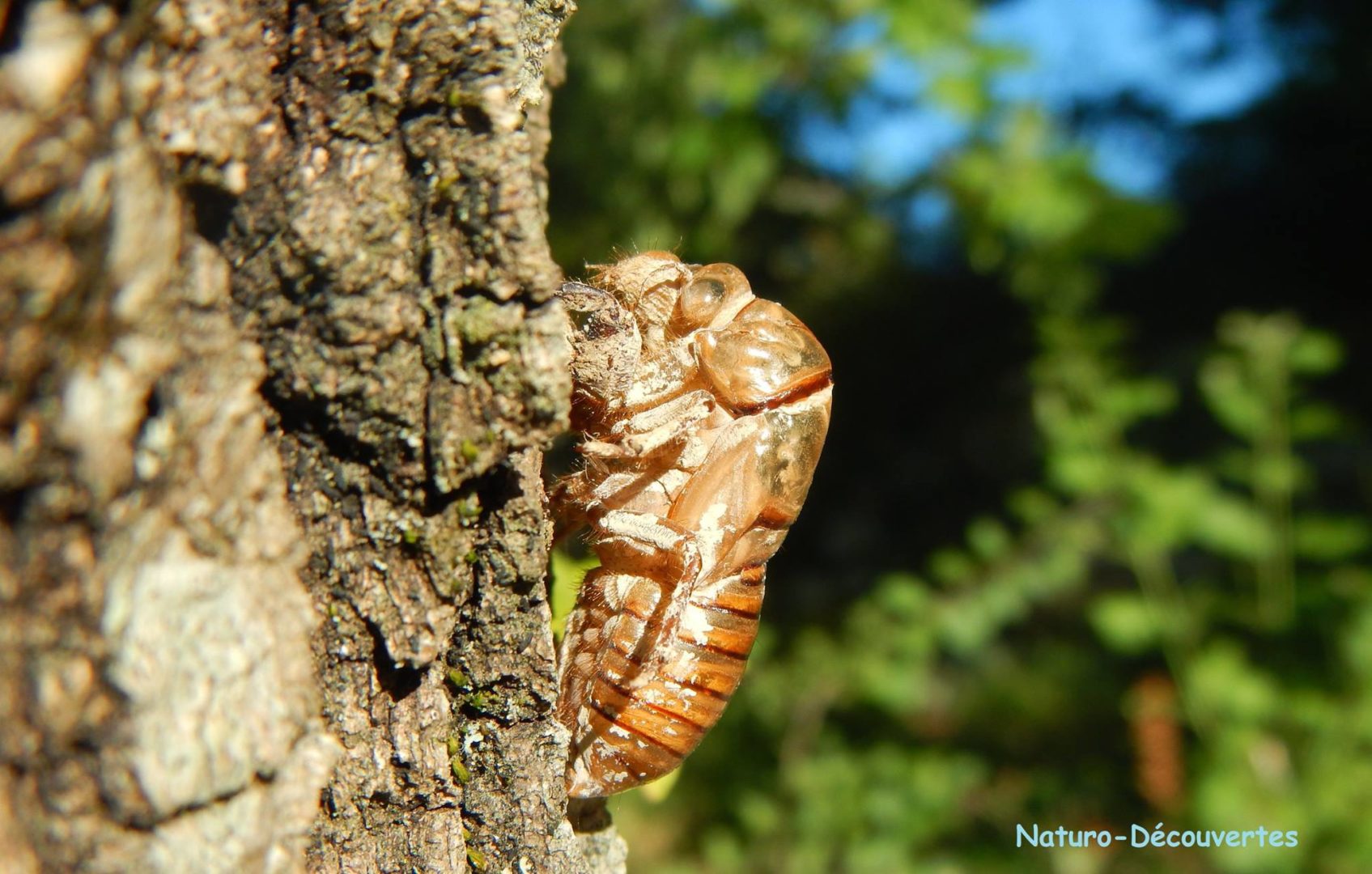 Sciences et Nature -mue chez les arthropodes
