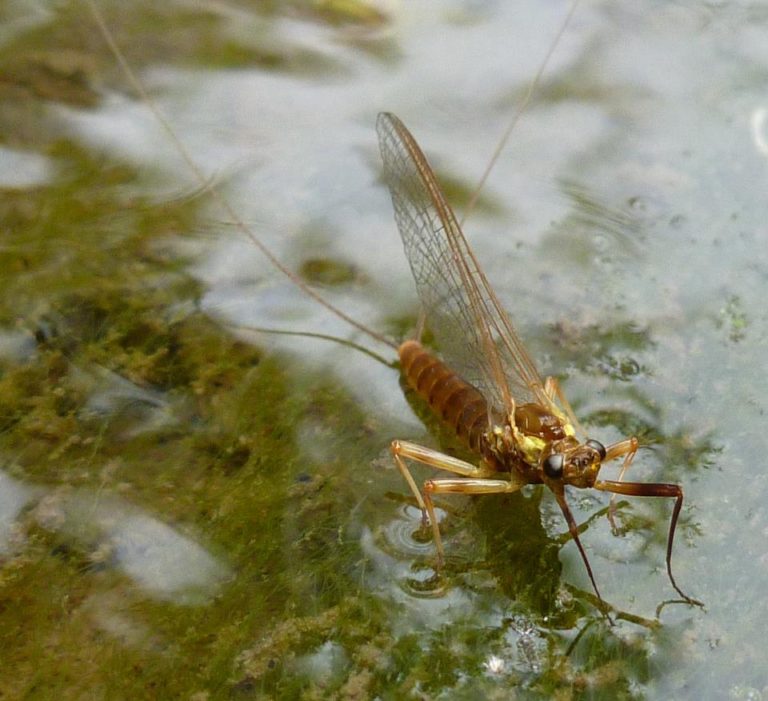 Insectes de la mare - Sciences-nature.fr