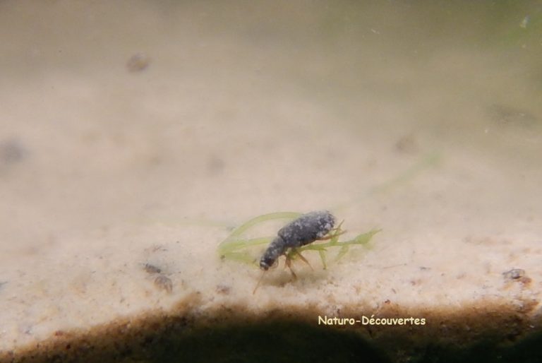 Insectes de la mare - Sciences-nature.fr