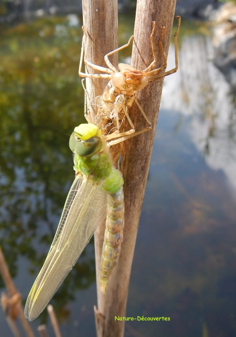 Sciences et Nature -mue chez les arthropodes