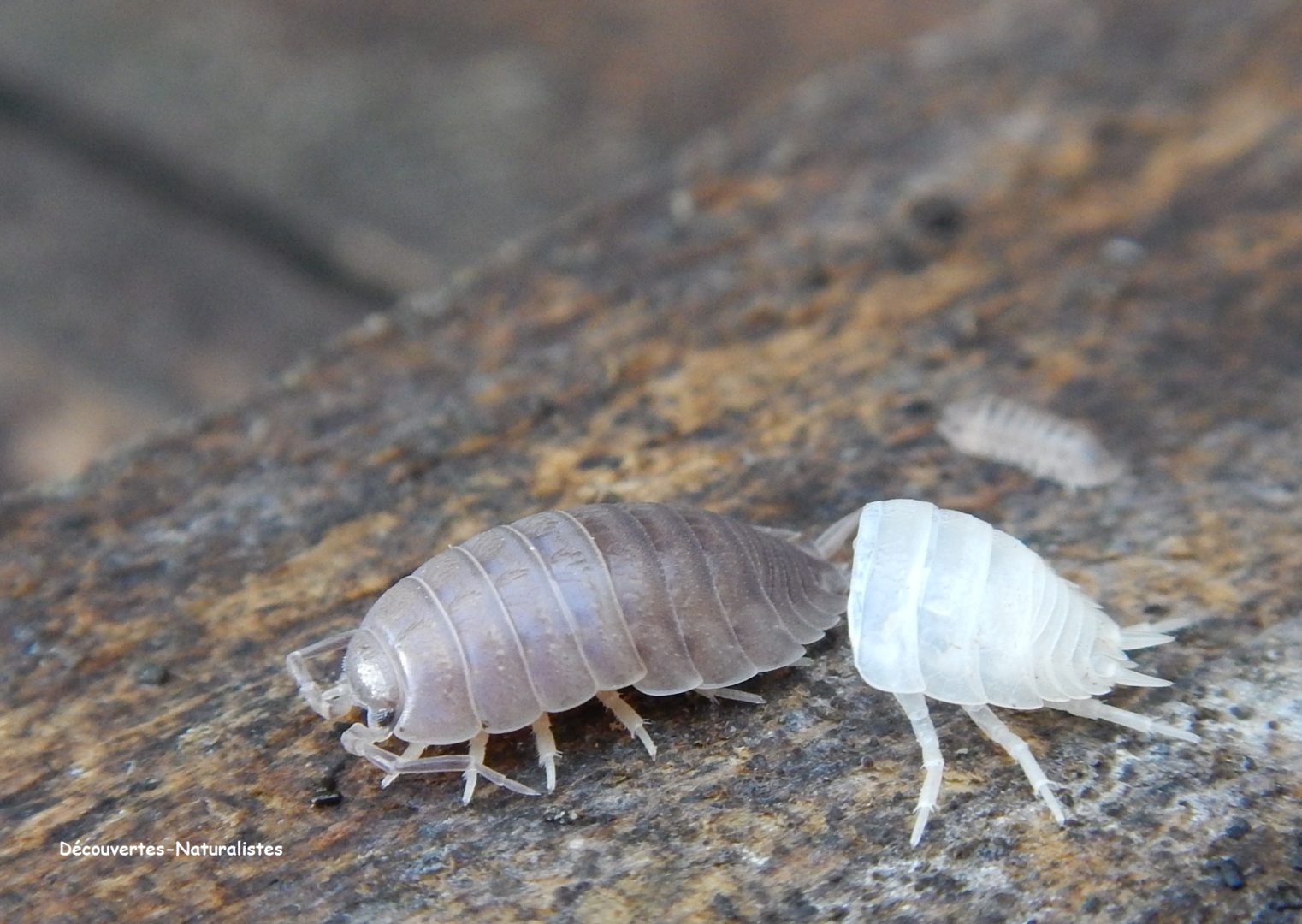Sciences et Nature -mue chez les arthropodes