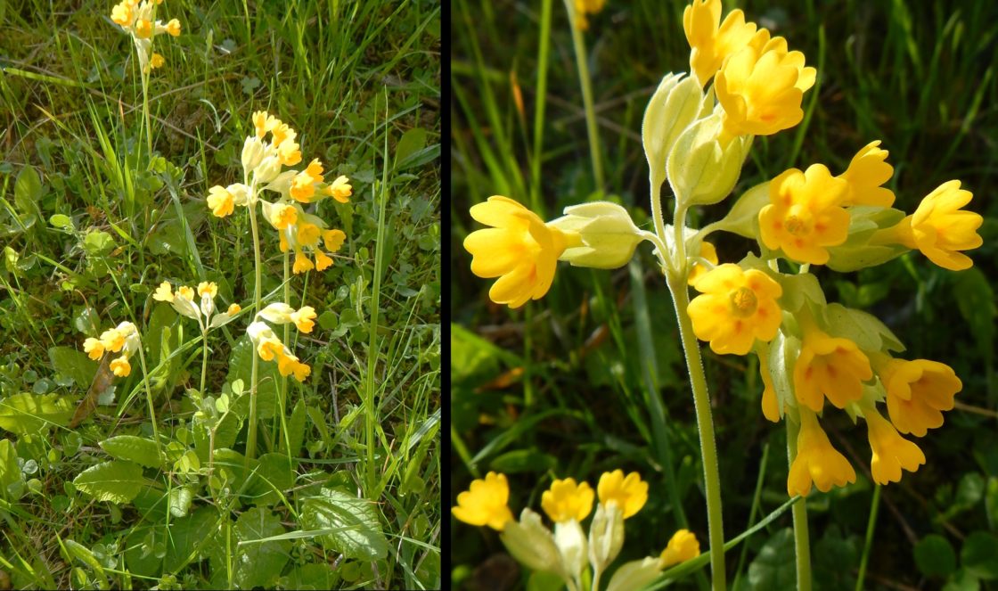 Science et Nature - La primevère officinale ou primevère coucou