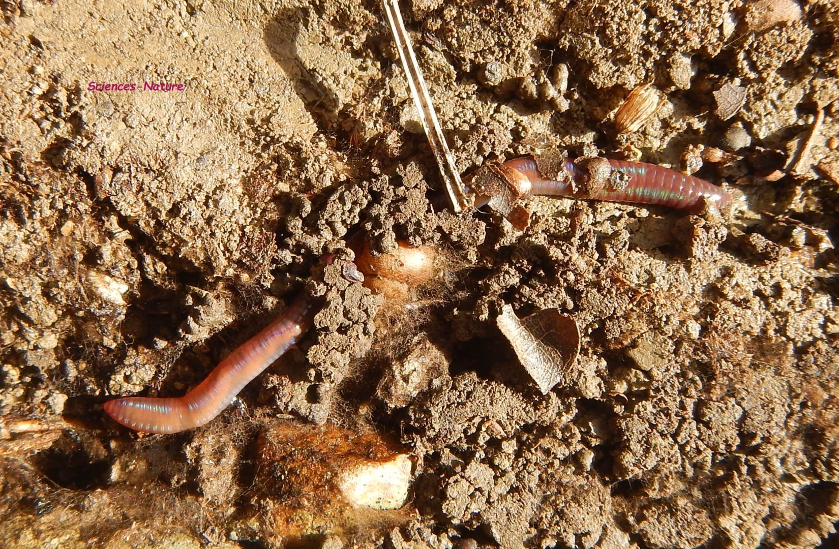 Science et Nature - >Biodiversité de la faune du sol