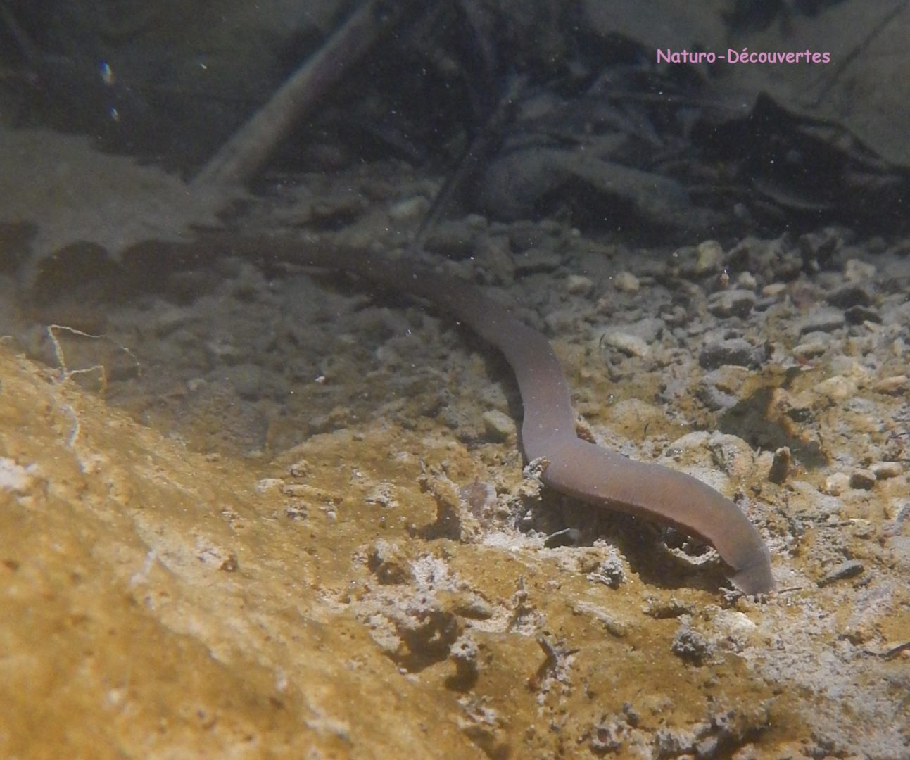 sangsue - Sciences-nature.fr