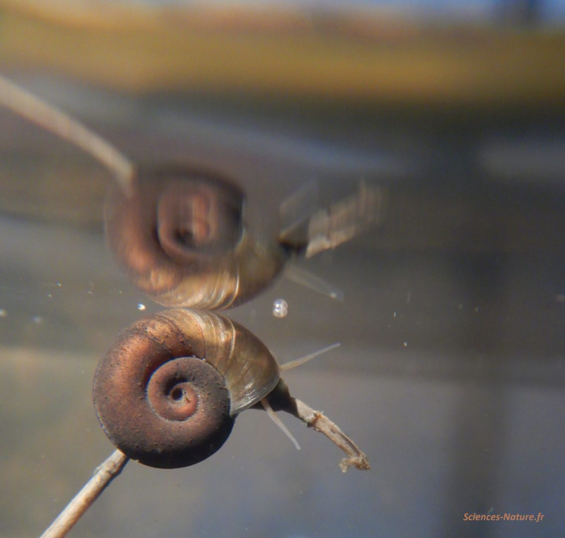 Faune de la mare - Sciences-nature.fr