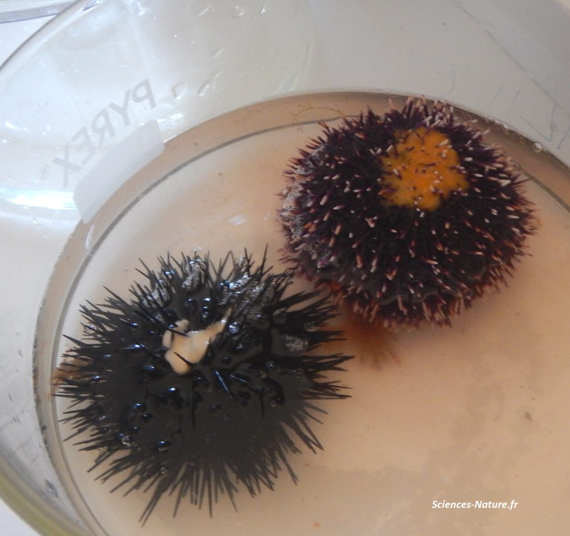 Sciences et Nature - reproduction chez l'oursin