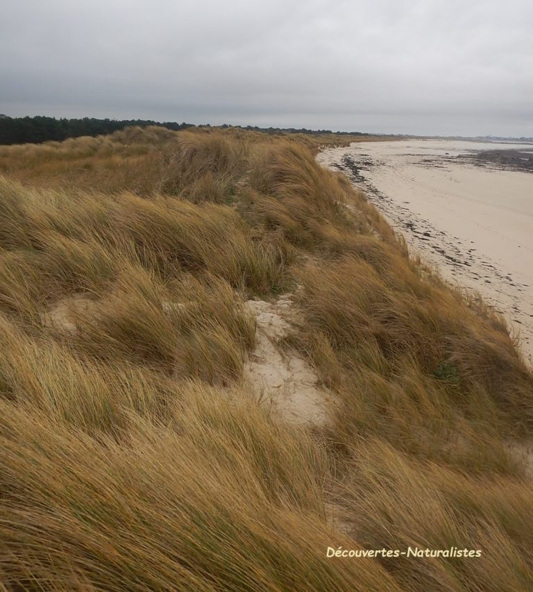 Plantes de milieux secs : les xérophytes - Sciences-nature.fr