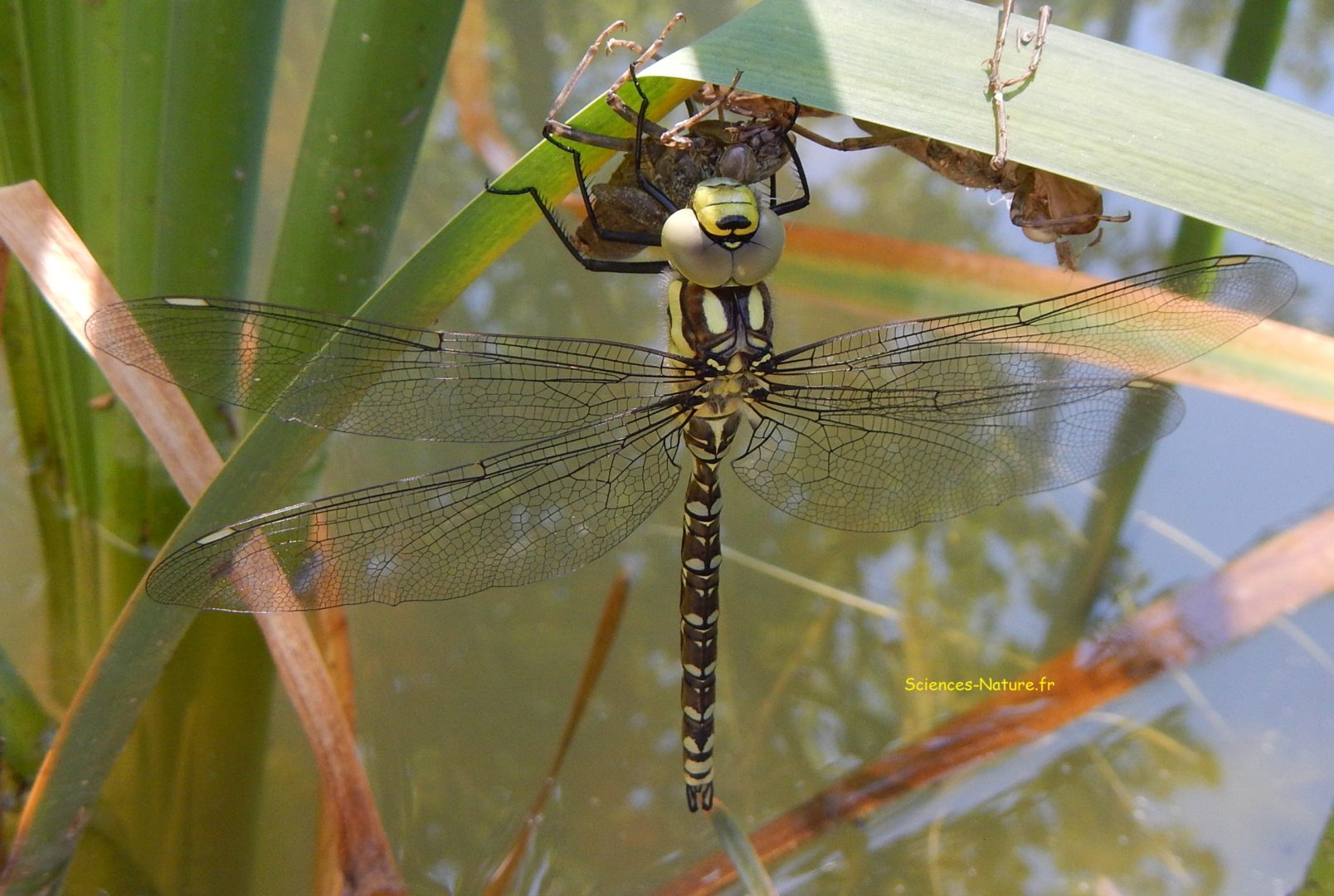 Insectes de la mare - Sciences-nature.fr
