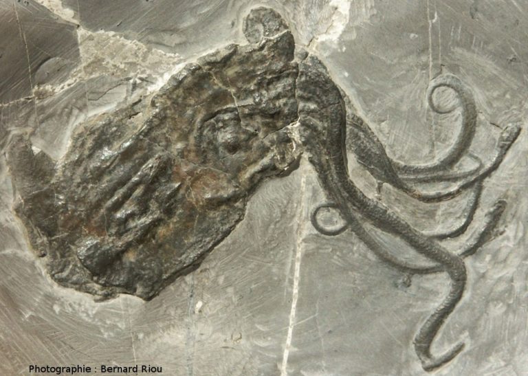 Le site fossilifère de La Voulte-sur-Rhône - Sciences-nature.fr