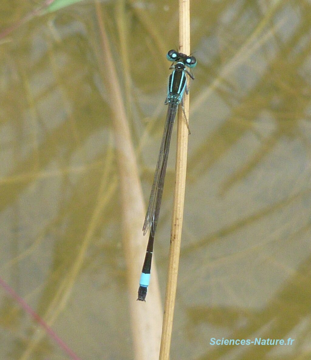 Insectes de la mare - Sciences-nature.fr