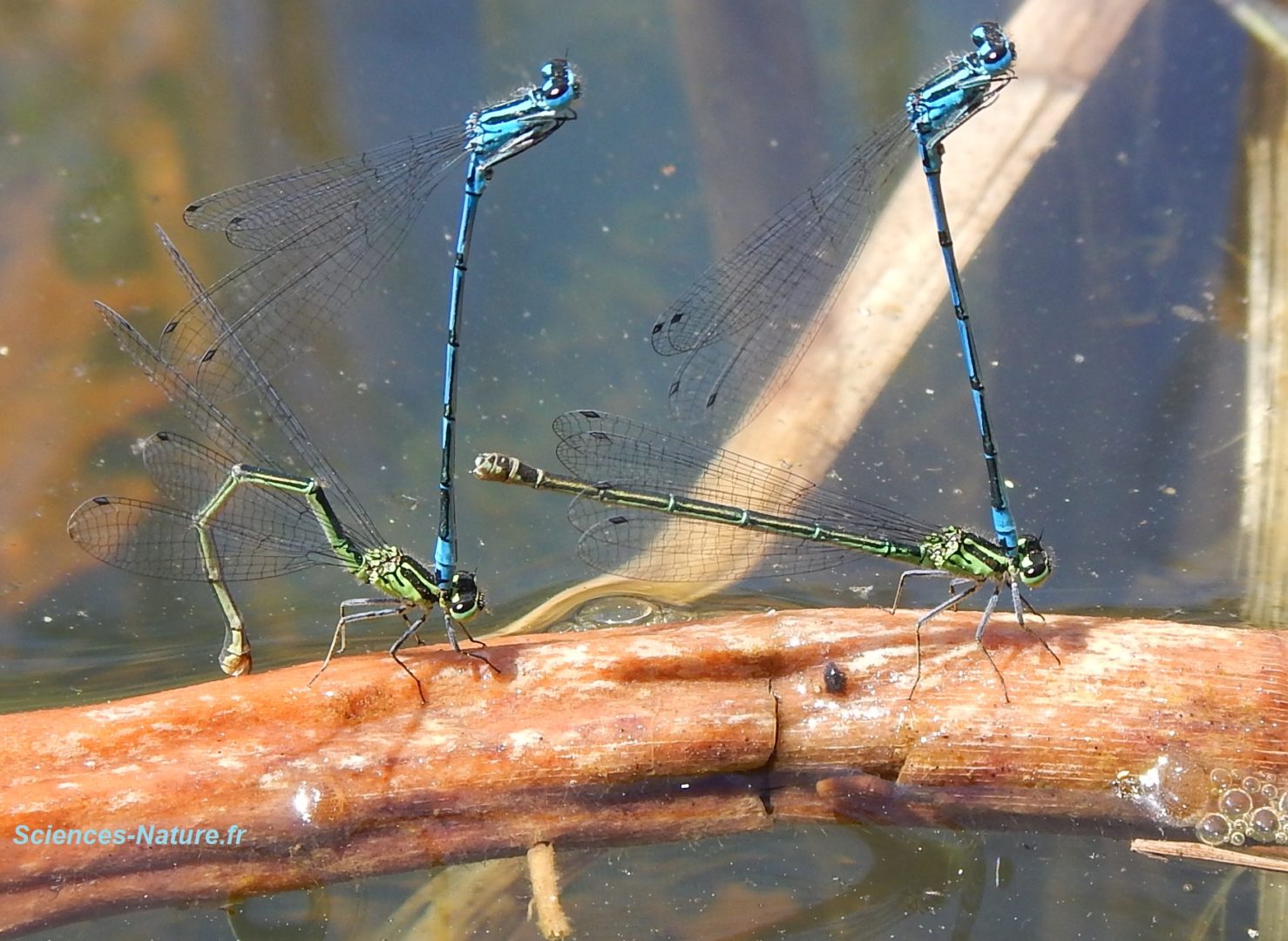 Insectes de la mare - Sciences-nature.fr