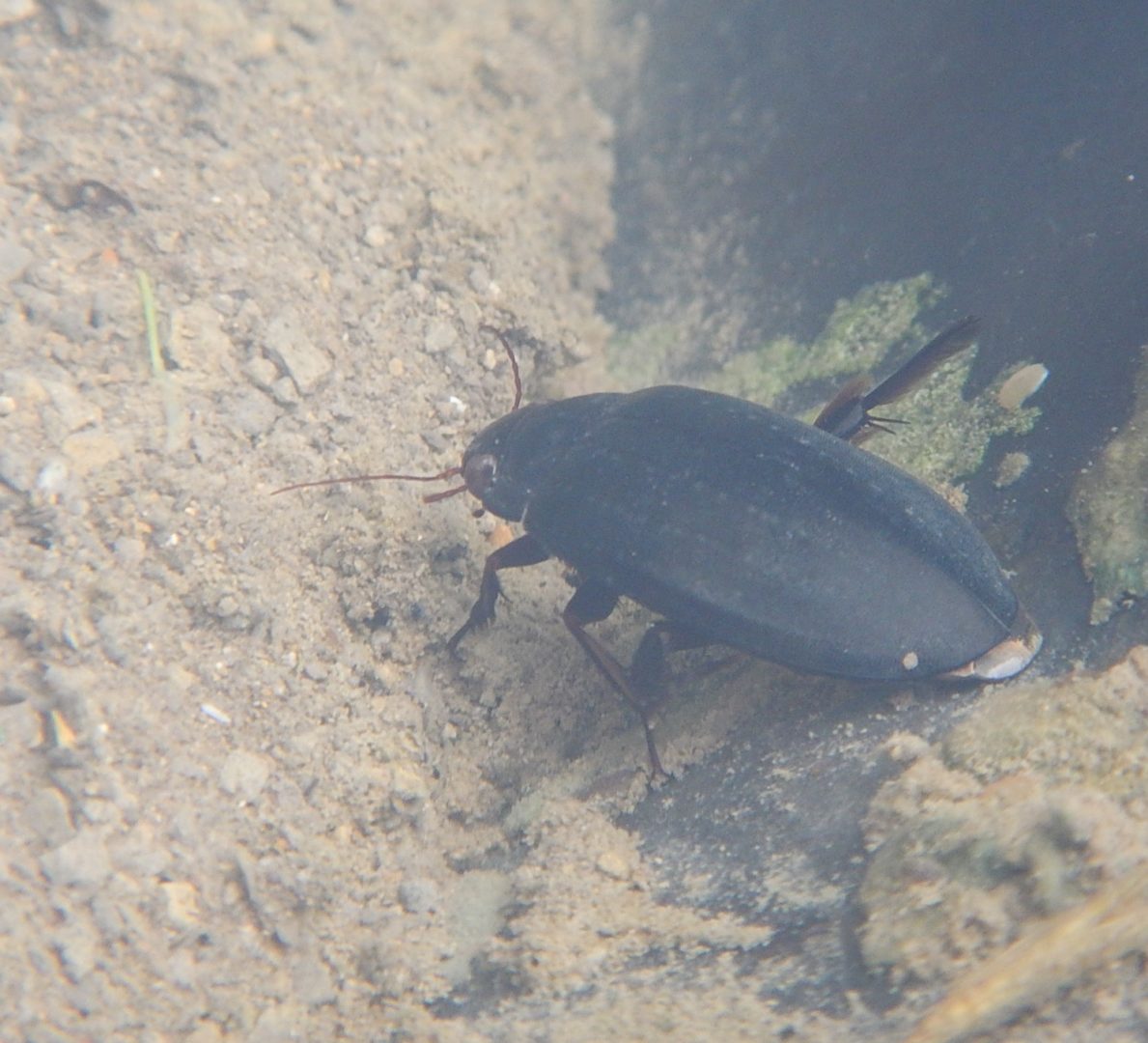 hydrophile - Sciences-nature.fr