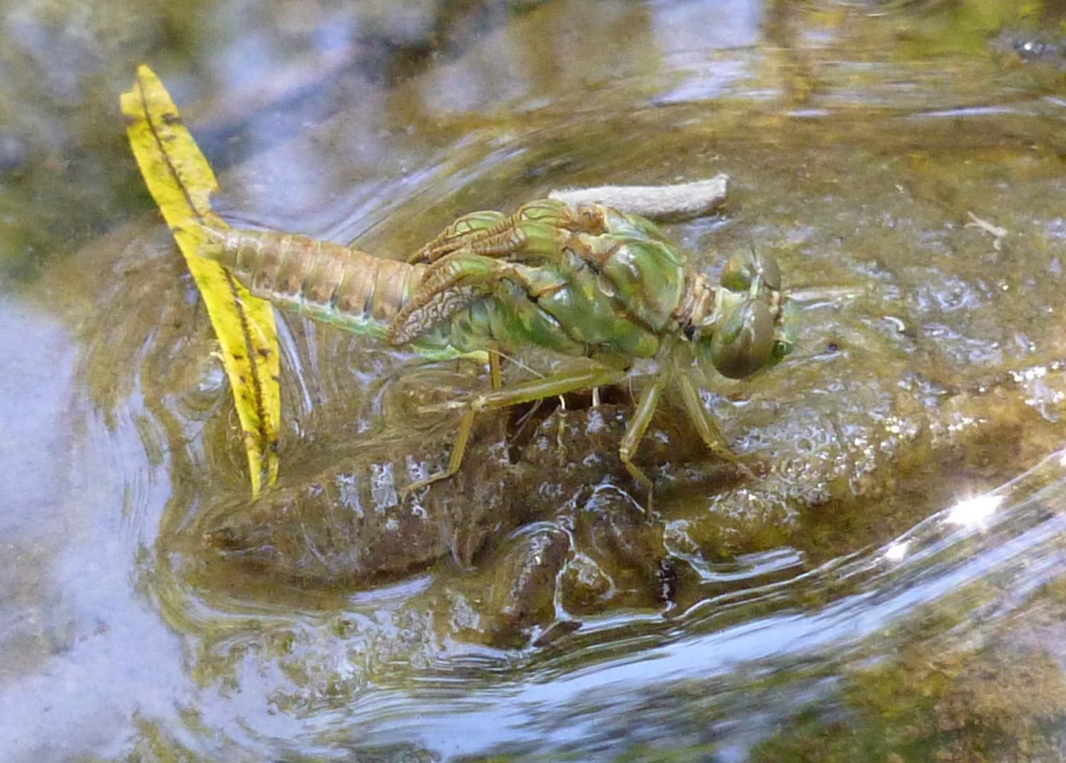 Insectes de la mare - Sciences-nature.fr