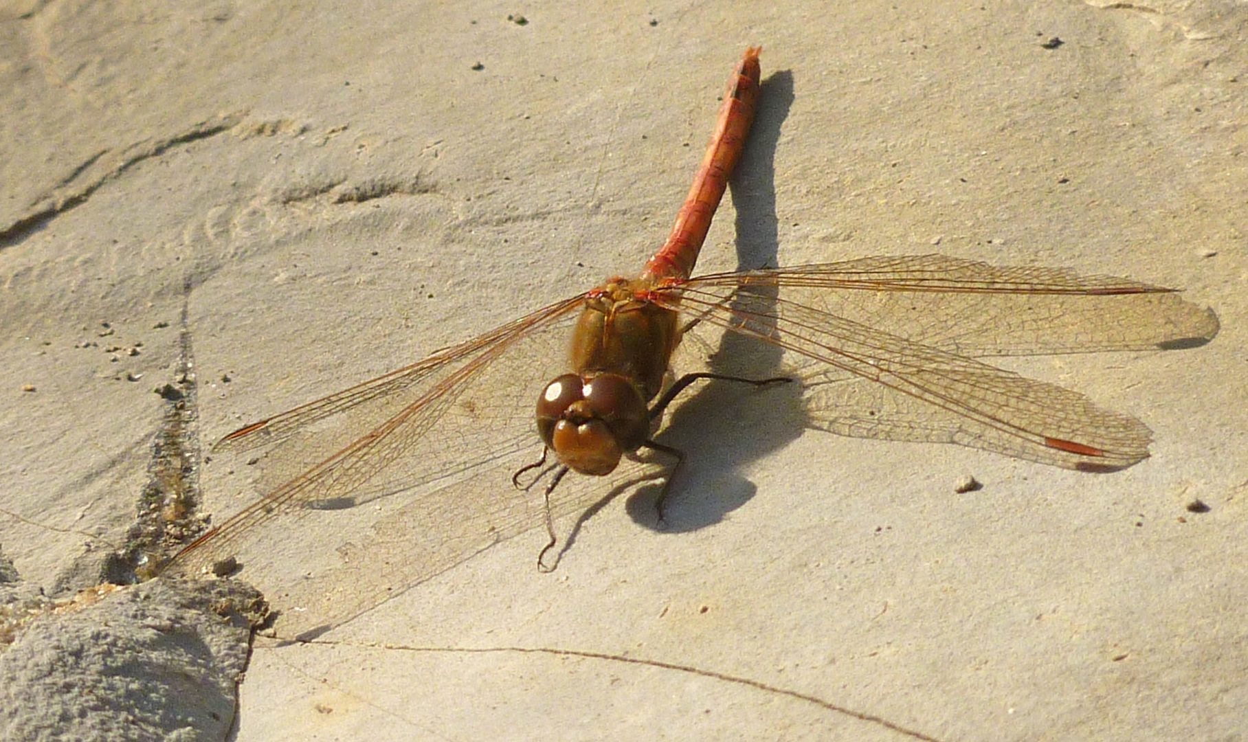 libellule rouge - Sciences-nature.fr