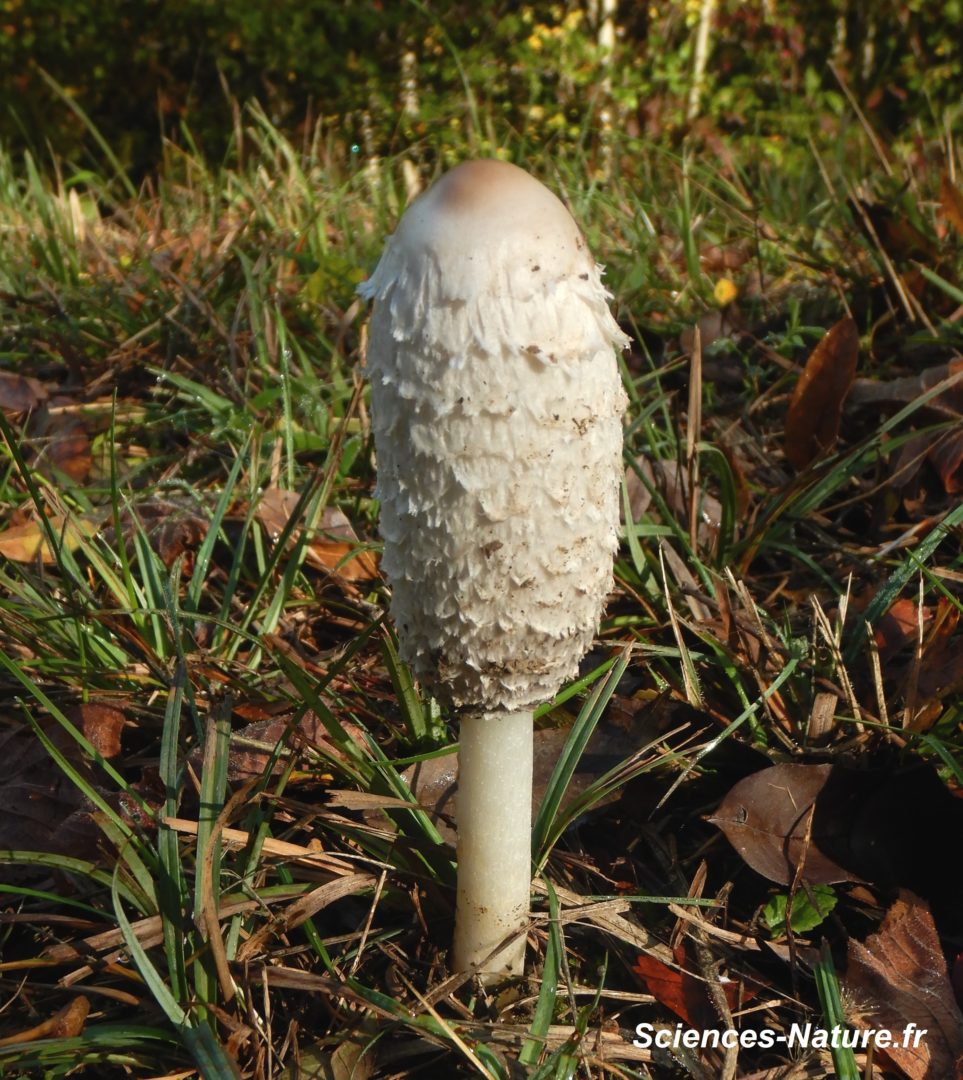 Sciences et Nature-exemples-biodiversité-champignons-fongiques