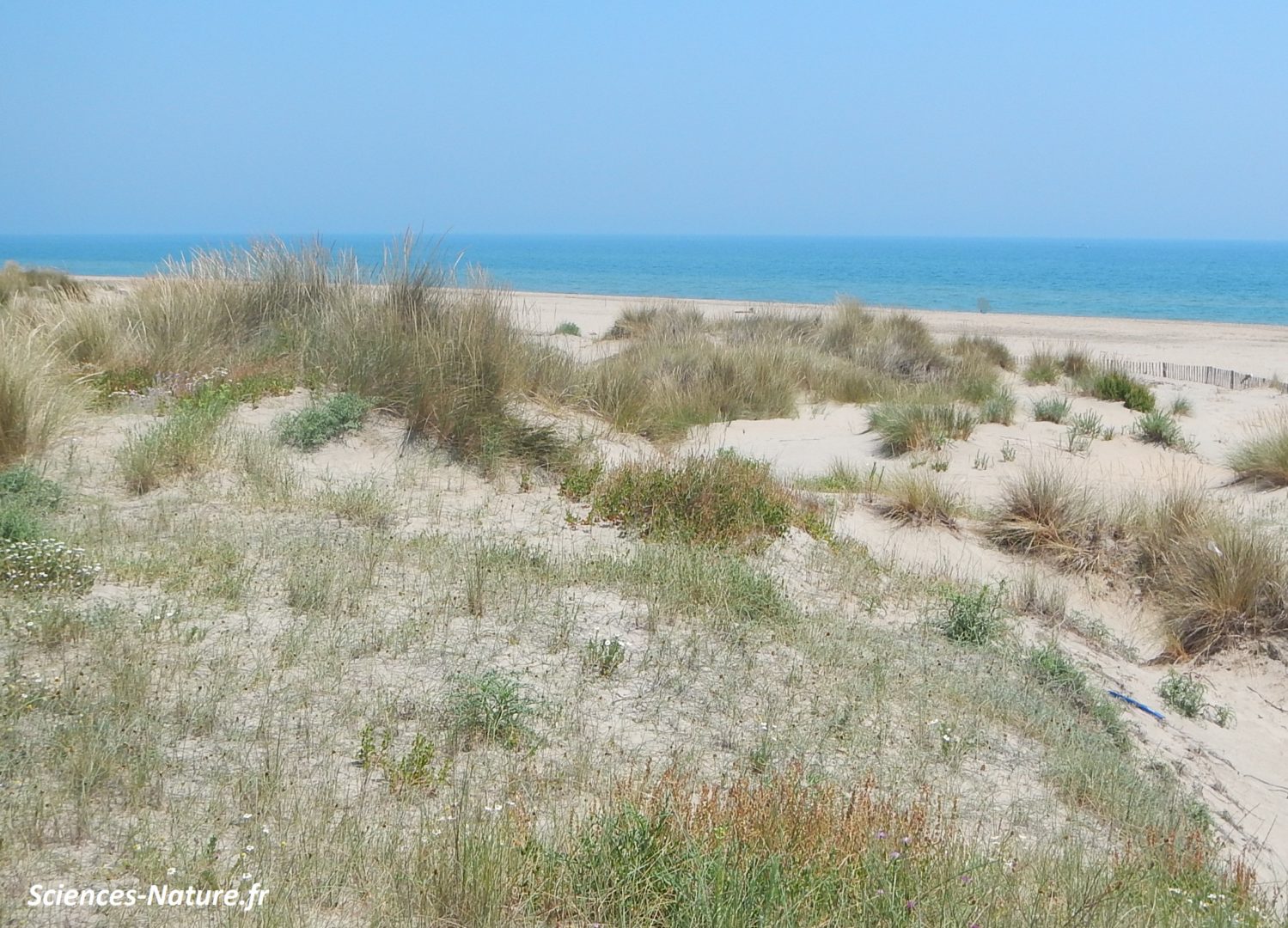 Sciences et Nature-une mousse dans les dunes de sables