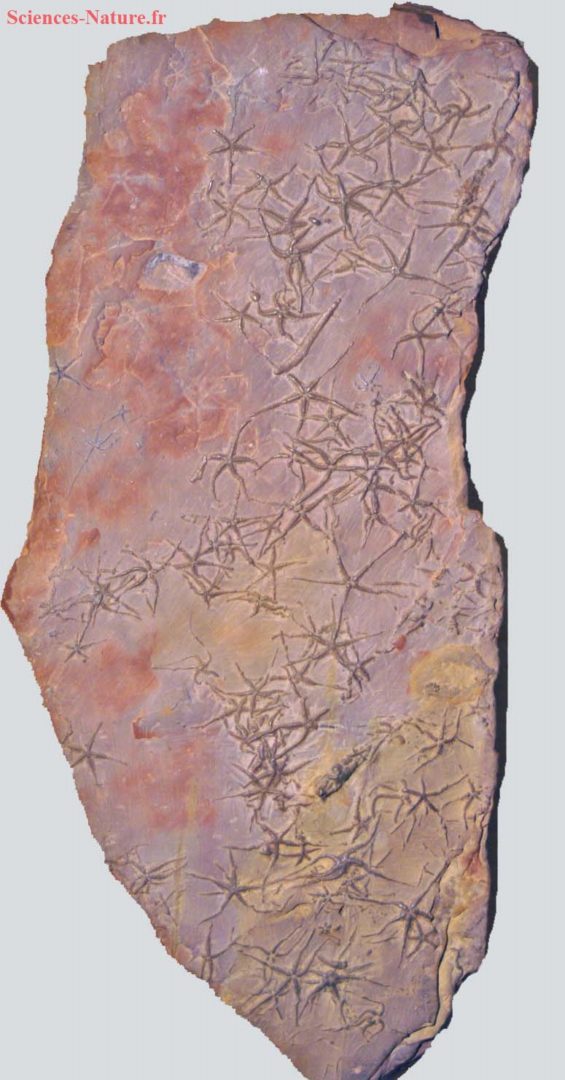 Le site fossilifère de La Voulte-sur-Rhône - Sciences-nature.fr