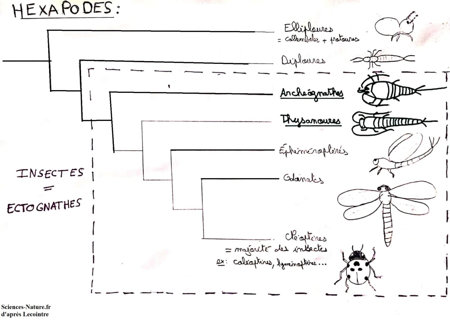 Sciences et Nature-Archeognathes-Thysanoures-base-arbre-phylogenetique ...