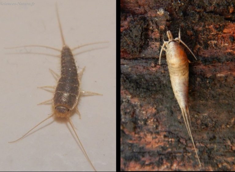 archeognathe-thysanoure - Sciences-nature.fr