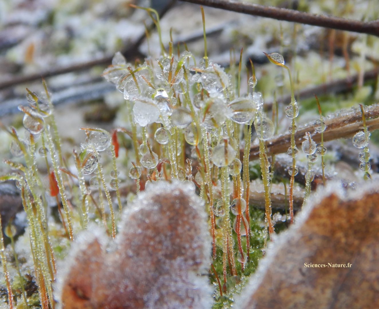 Diversité des mousses (bryophytes) - Sciences-nature.fr