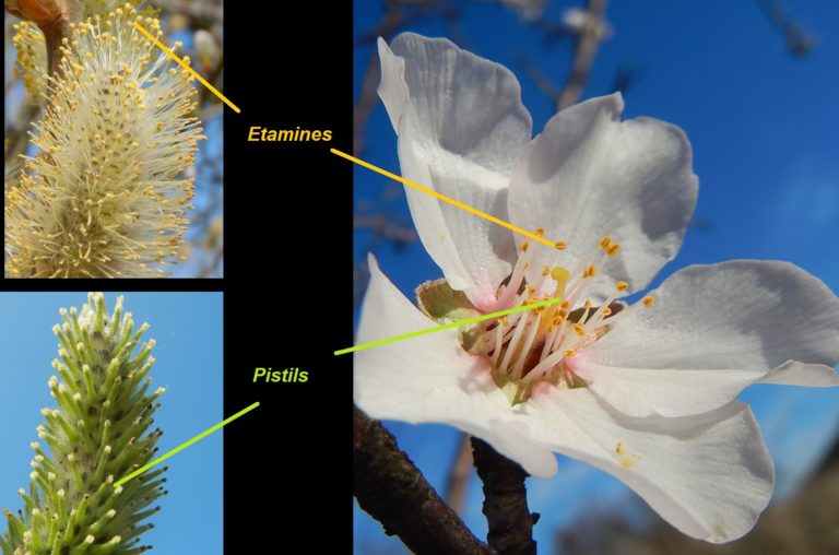 Fleurs mâles et femelles chez les saules