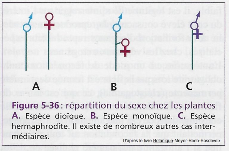 Fleurs mâles et femelles chez les saules