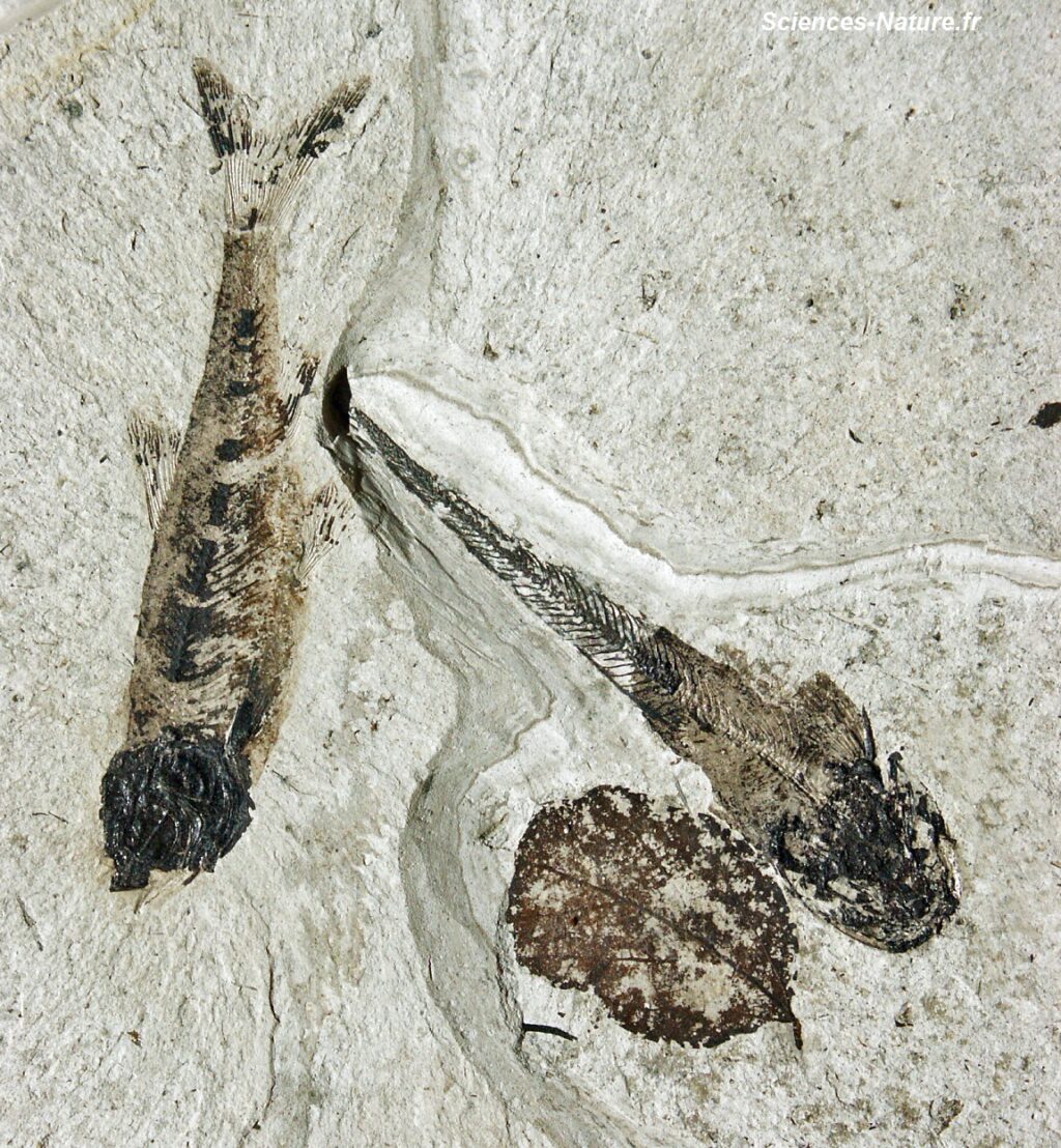 Fossiles de vandoise de la montagne d'Andance - Sciences-nature.fr