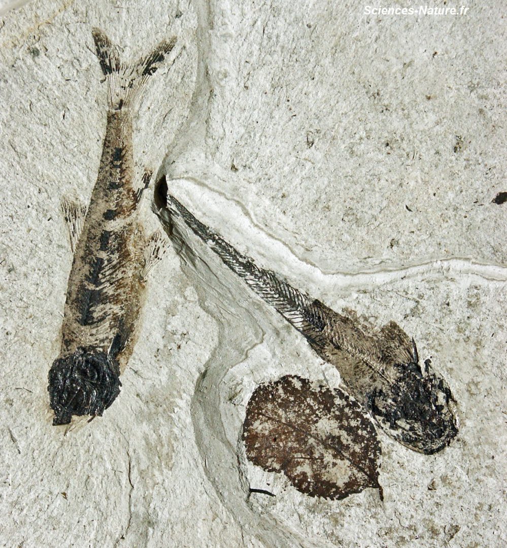 Fossiles de vandoise de la montagne d'Andance - Sciences-nature.fr