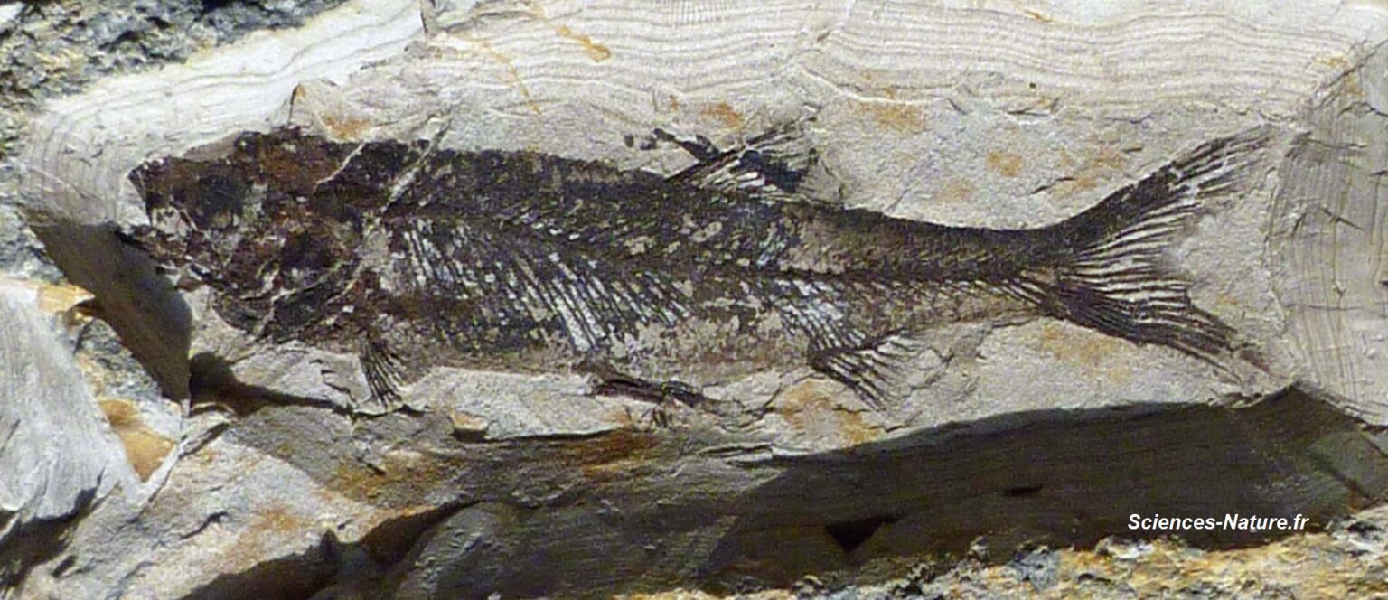 Fossiles de vandoise de la montagne d'Andance - Sciences-nature.fr