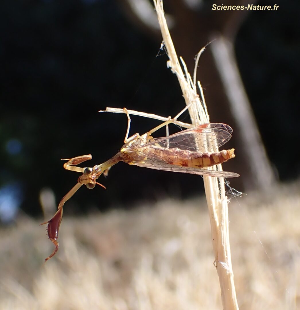 Les pattes ravisseuses des insectes : un exemple de convergence ...