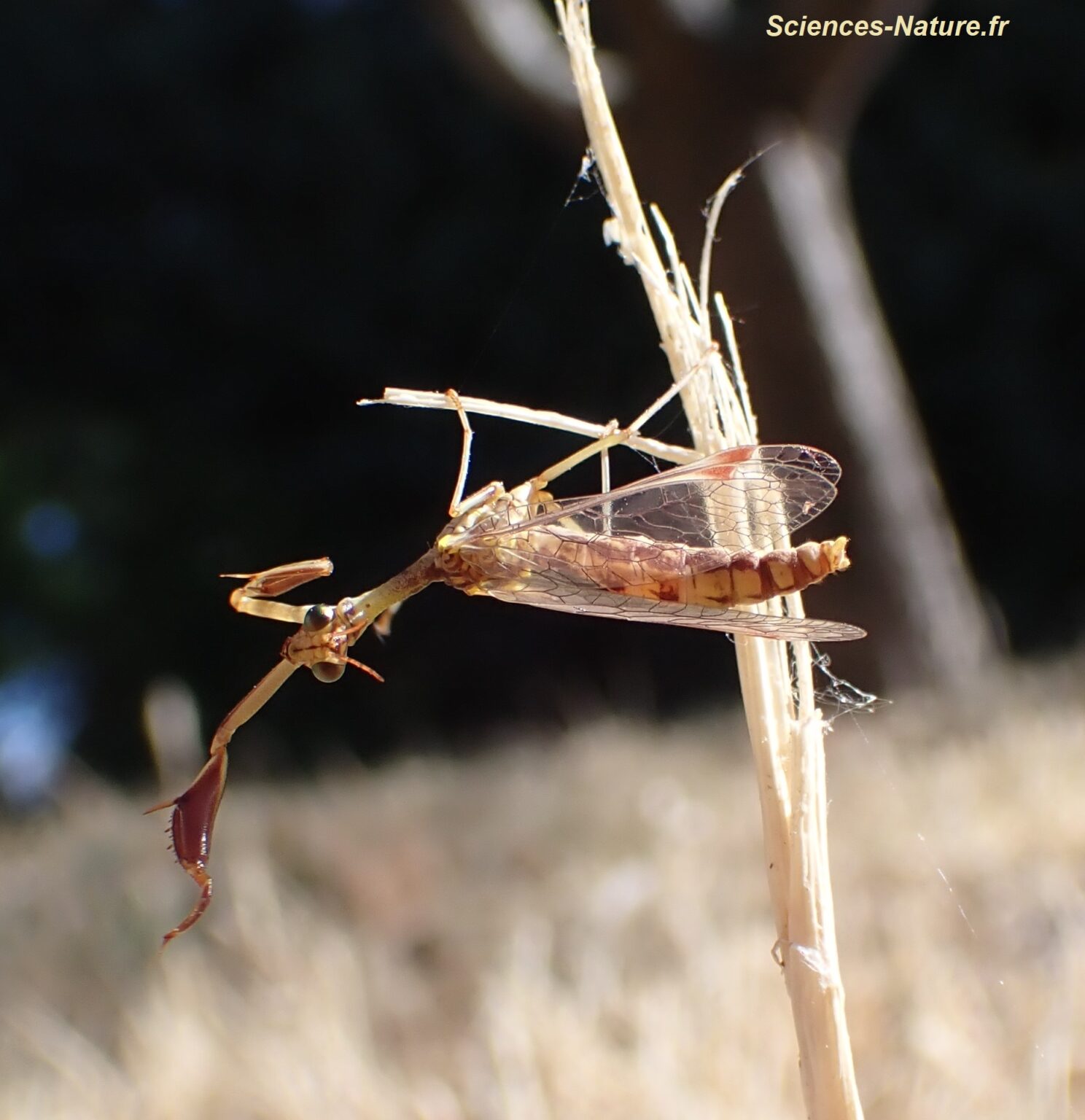 Les pattes ravisseuses des insectes : un exemple de convergence ...