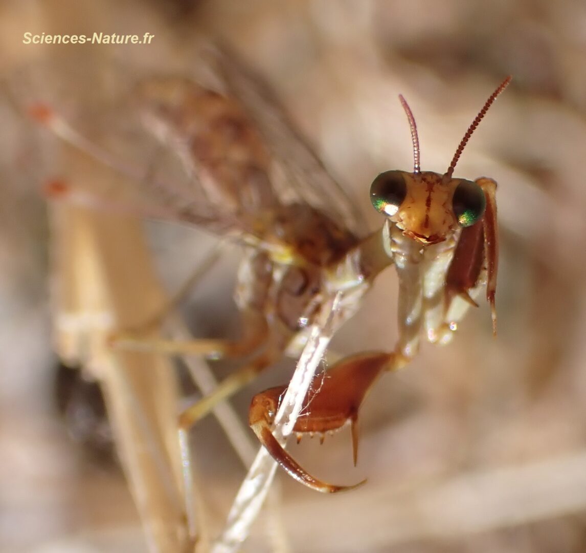 Les pattes ravisseuses des insectes : un exemple de convergence ...