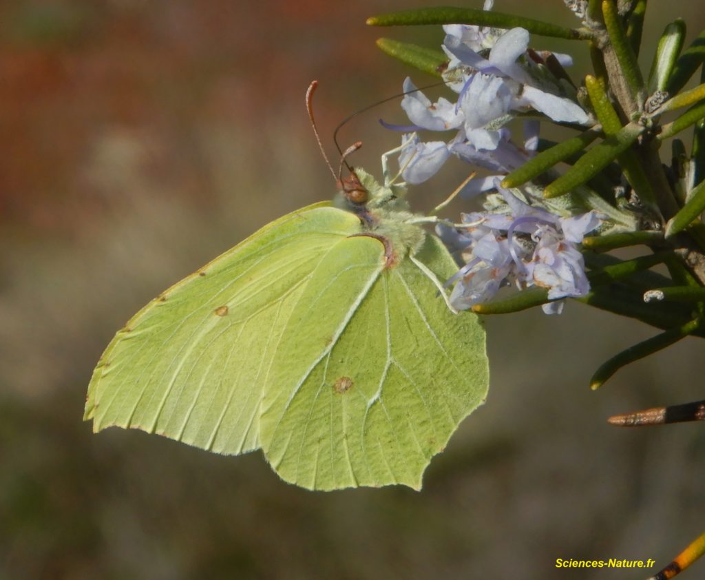 papillon -citron - Paléodécouvertes sciences-nature.fr