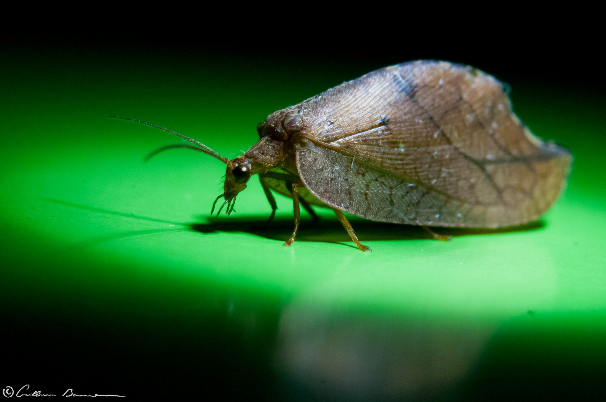 Camouflage et mimétisme - Sciences-nature.fr