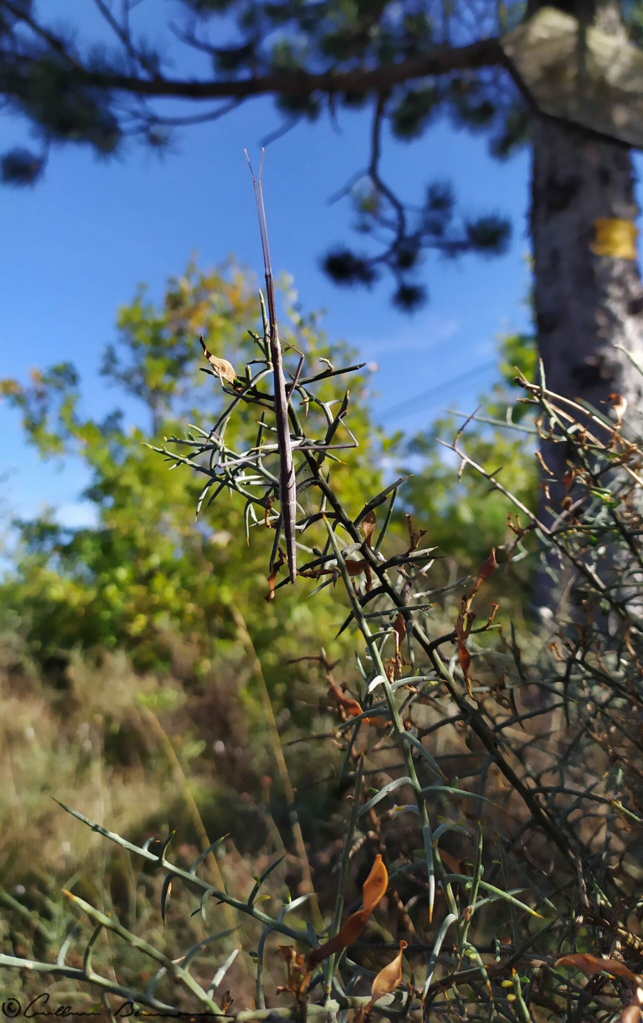 Camouflage et mimétisme - Sciences-nature.fr
