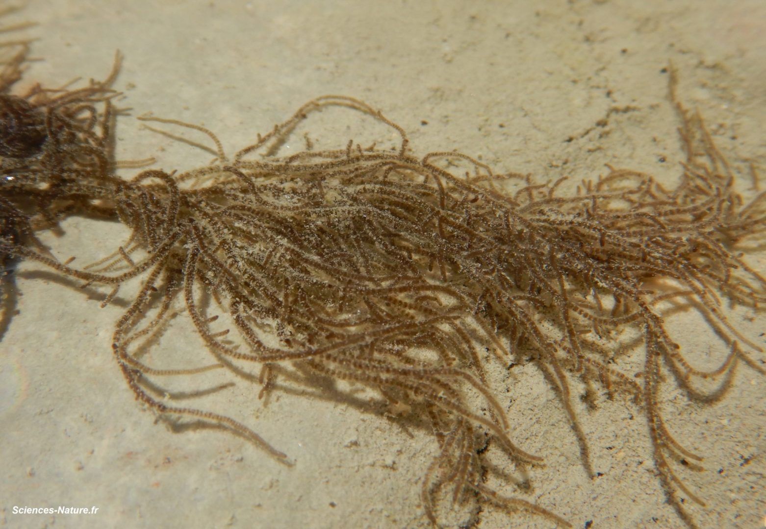 Algue rouge d'eau douce du genre Batrachospermum - Sciences-nature.fr
