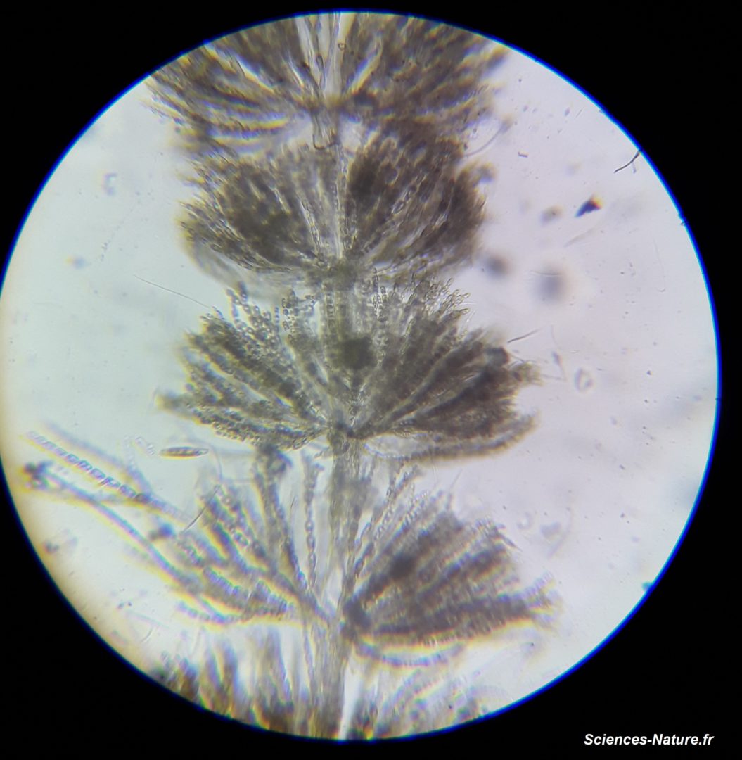 Algue rouge d'eau douce du genre Batrachospermum - Sciences-nature.fr