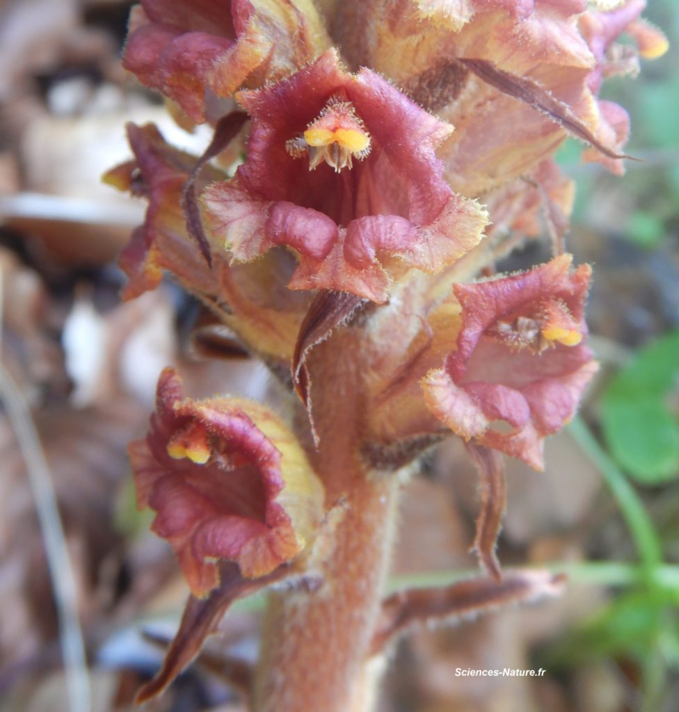 orobanche-3 - Sciences-nature.fr