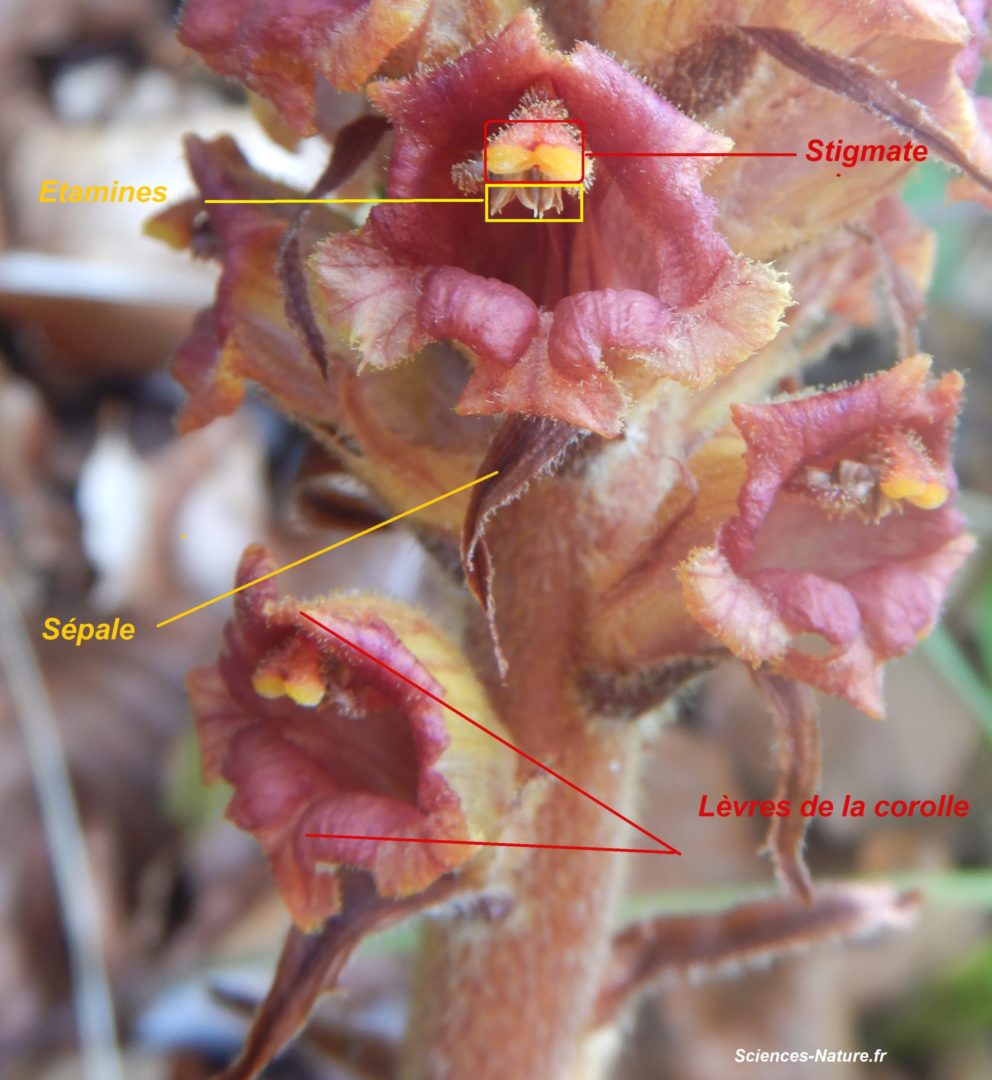Les orobanches, des plantes parasites, sans photosynthèse - Sciences ...