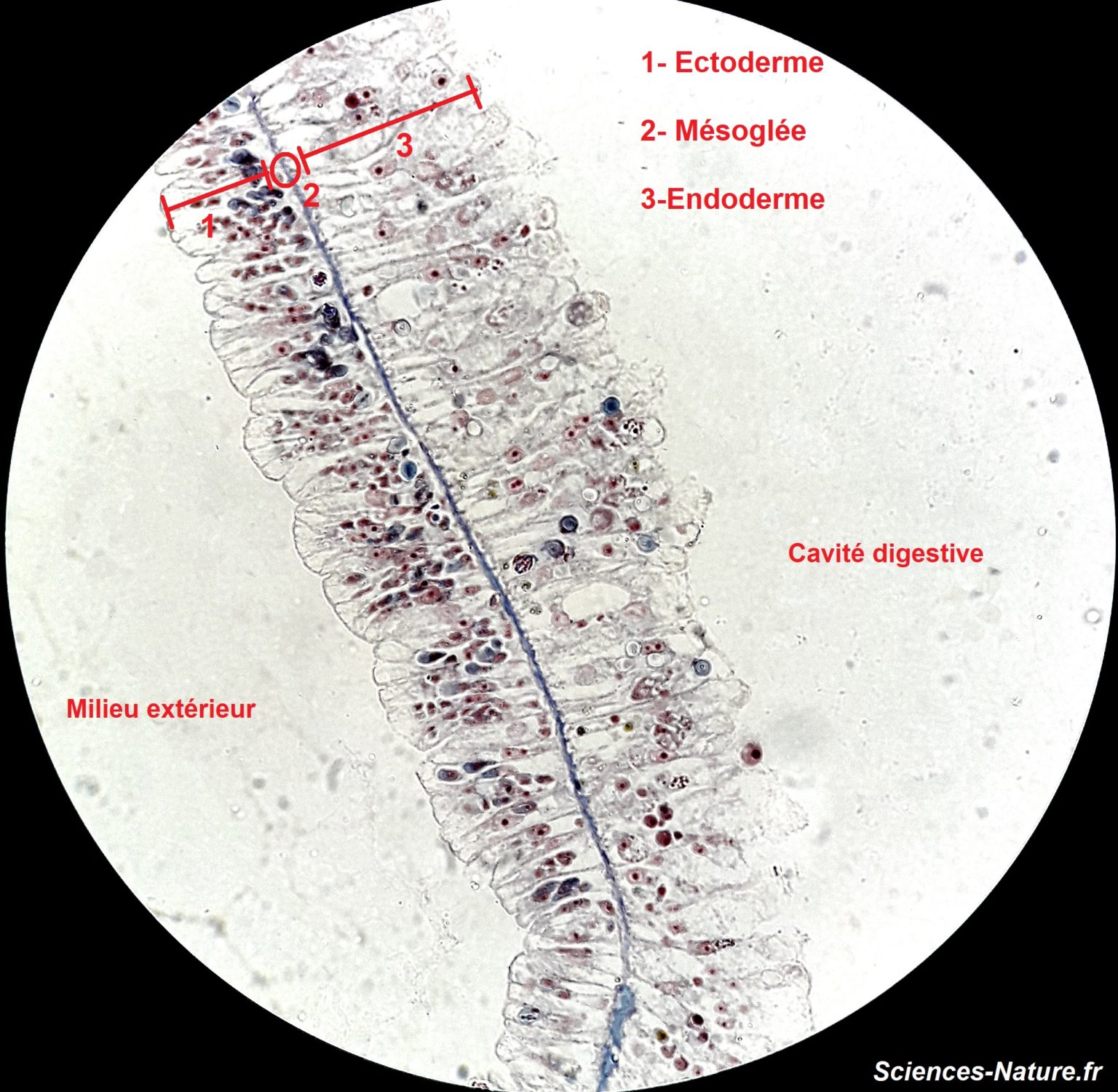 Les hydres, de petites méduses d'eau douce - Sciences-nature.fr