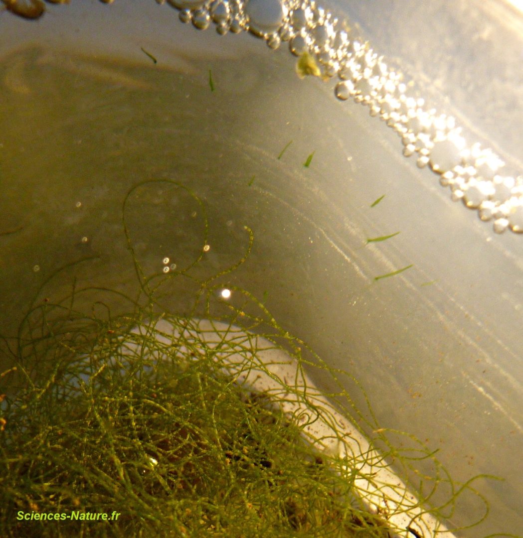 Les hydres, de petites méduses d'eau douce - Sciences-nature.fr