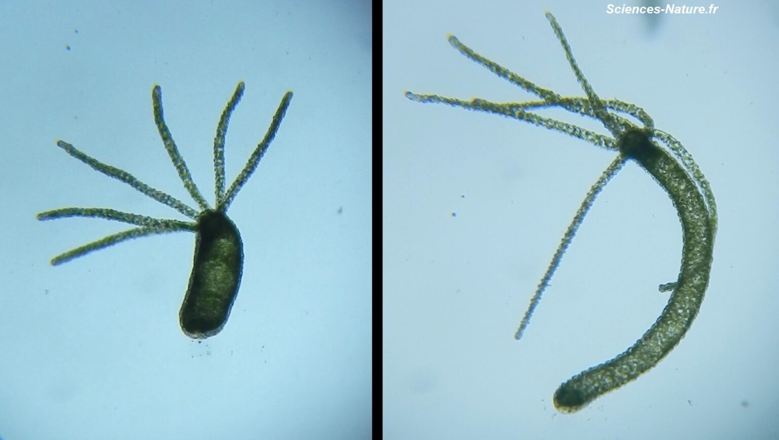 Les hydres, de petites méduses d'eau douce - Sciences-nature.fr