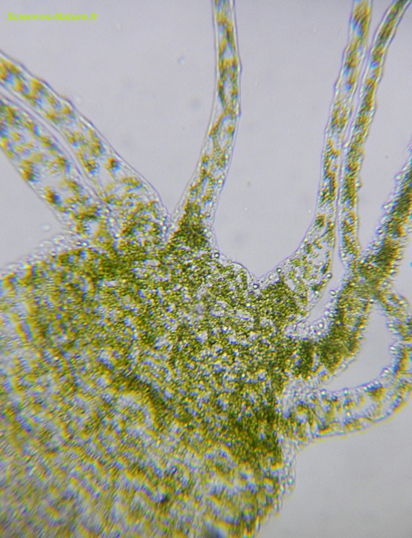 Les hydres, de petites méduses d'eau douce - Sciences-nature.fr