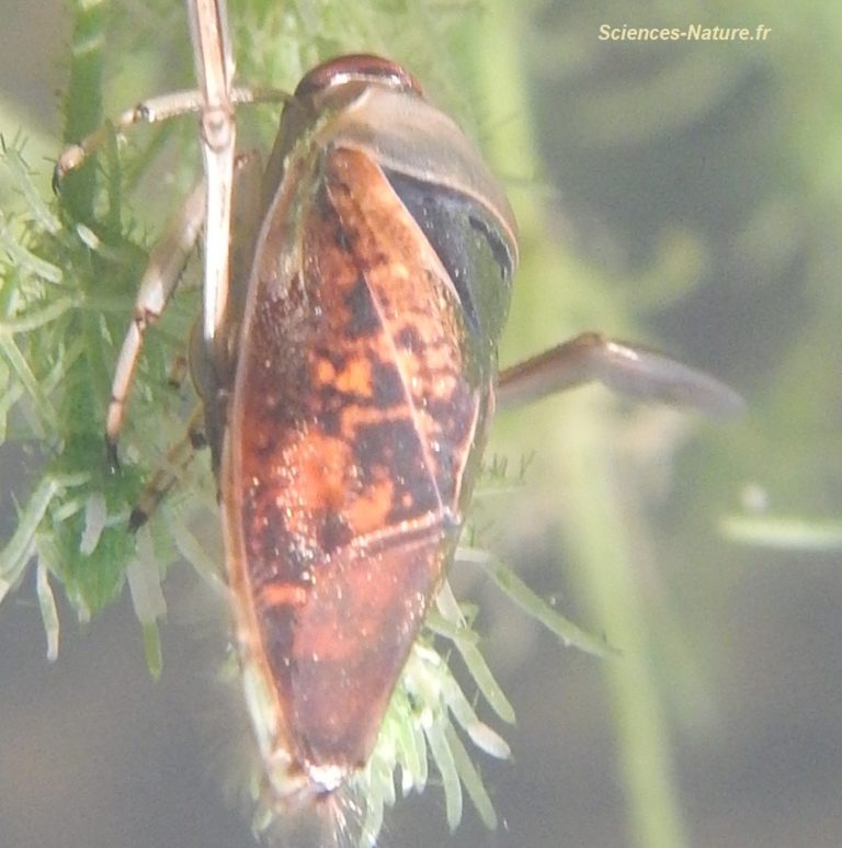 La notonecte, une punaise aquatique prédatrice - Sciences-nature.fr