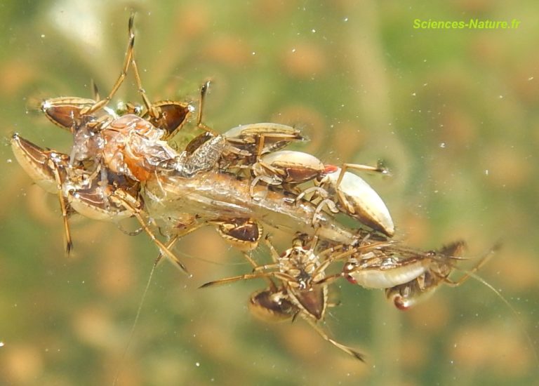 La notonecte, une punaise aquatique prédatrice - Sciences-nature.fr